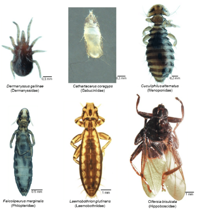 Understanding Parasites: How They Affect Your Health and How to ...