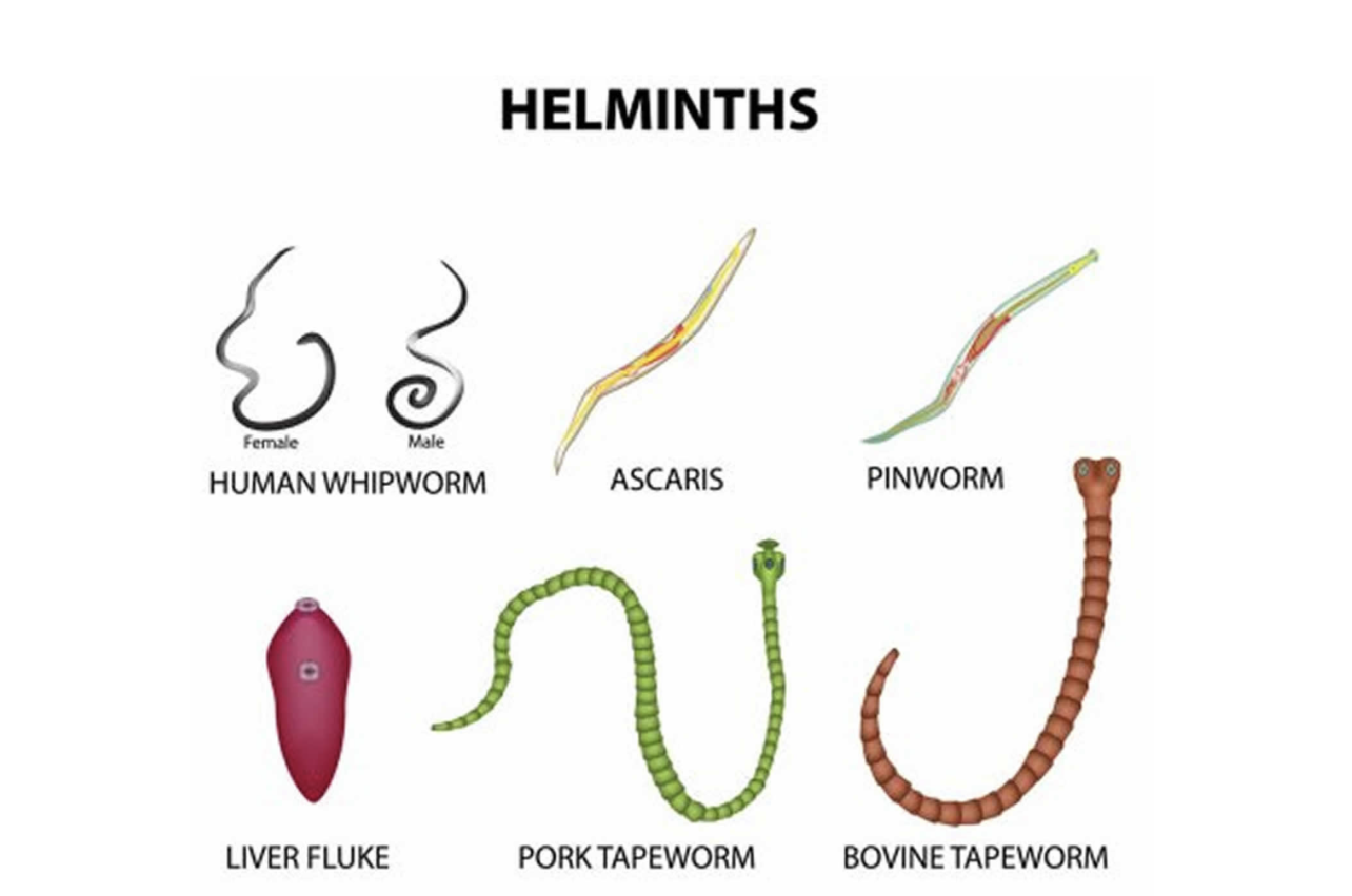 Parasite Cleansing Guide and eBook - Sunshine Holistic Health