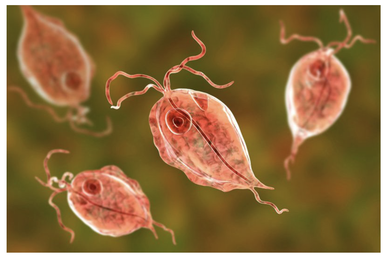 Parasite Cleansing Guide and eBook - Sunshine Holistic Health